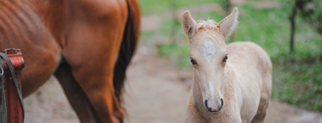 Nourrir la poulinière en fin de gestation et son poulain - Purefeed
